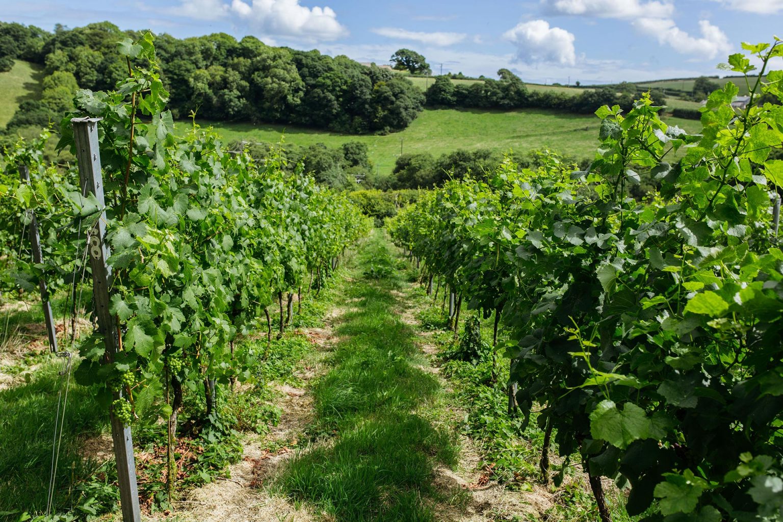 English Vineyards | Wine of England