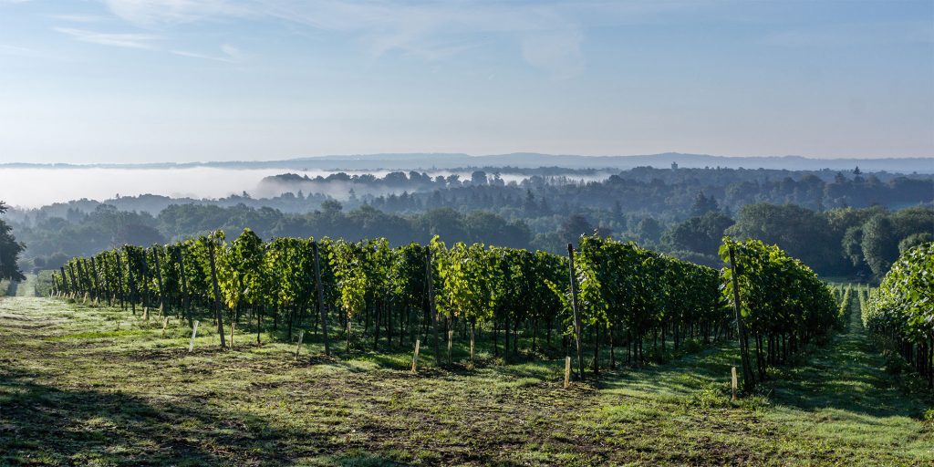 English Vineyards | Wine of England