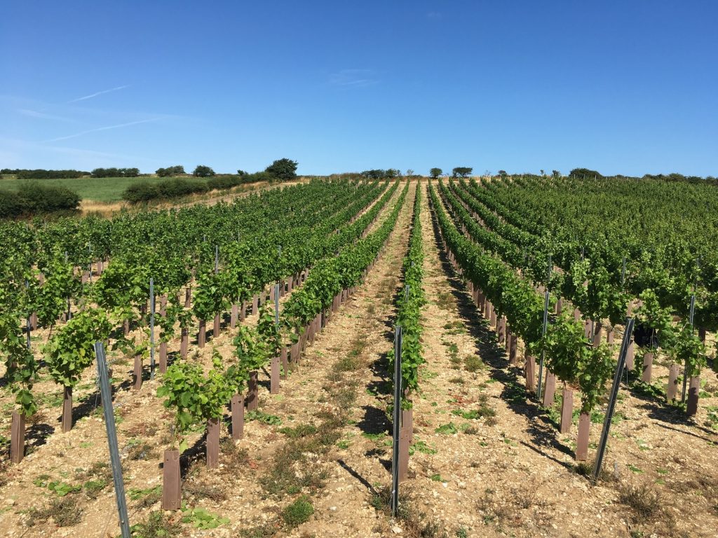 English Vineyards | Wine of England