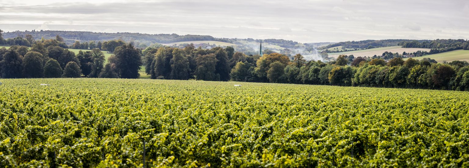 English Vineyards | Wine of England