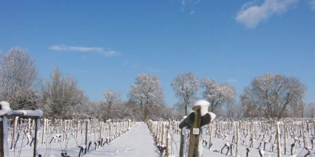 Nutbourne Vineyards | Wine of England