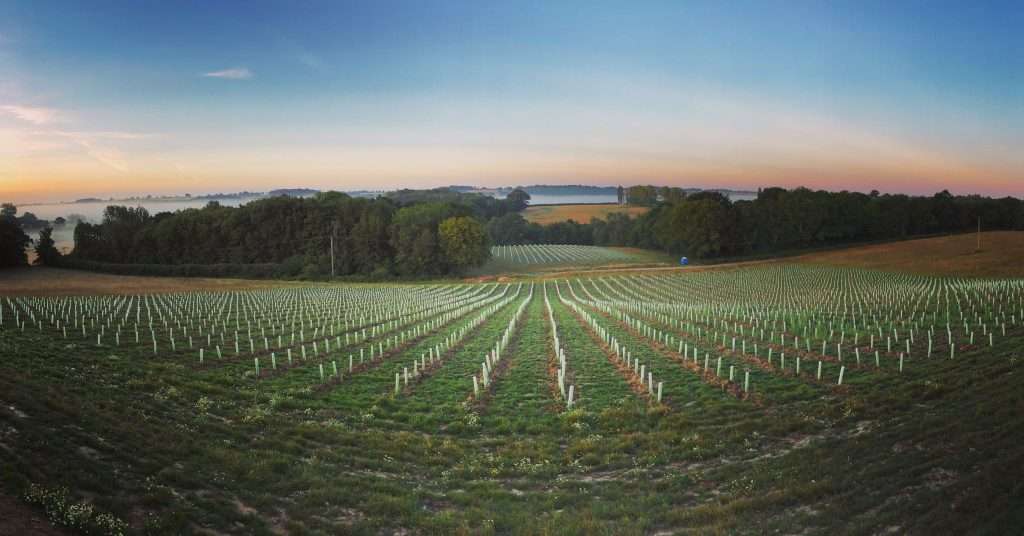 Tillingham | Wine of England