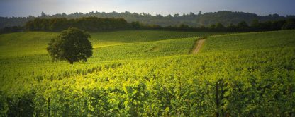 Denbies Wine Estate | Wine of England