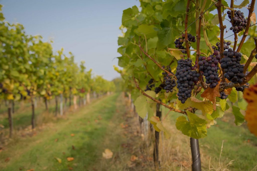 English Vineyards | Wine of England