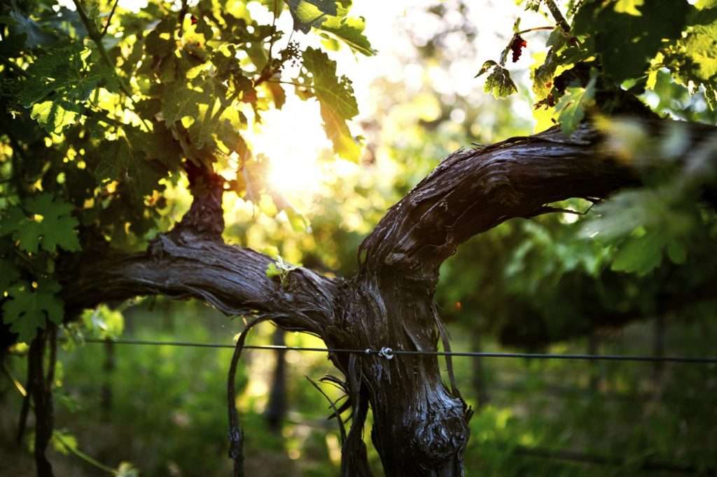 Tinwood Estate | Wine of England